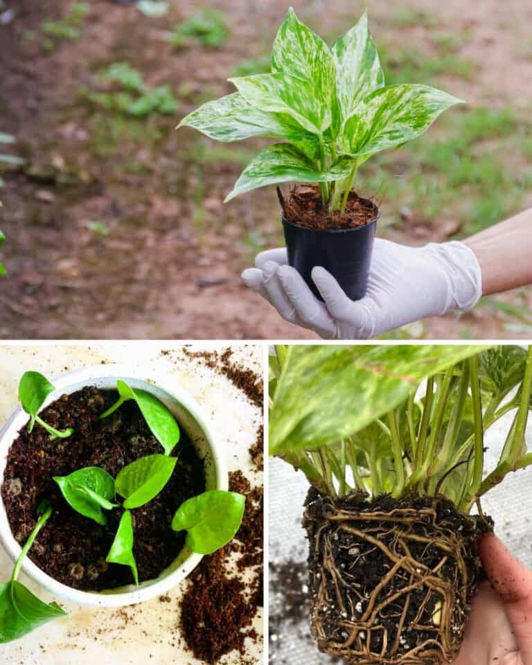 Pothos Soil: What Is The Best Soil For Pothos Plants?