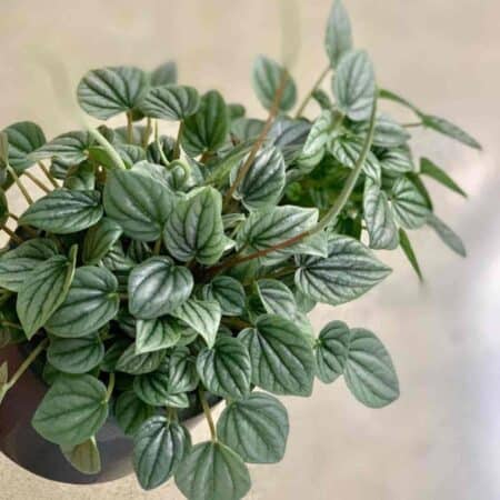 Peperomia Moonlight Care: Growing The Moonlight Peperomia Plants
