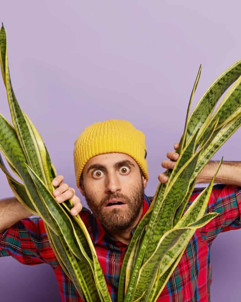 12 Things Every Snake Plant Owner Needs To Know