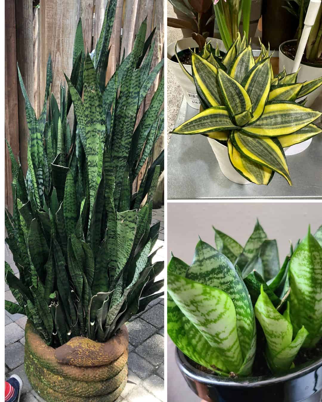 12 Things Every Snake Plant Owner Needs To Know