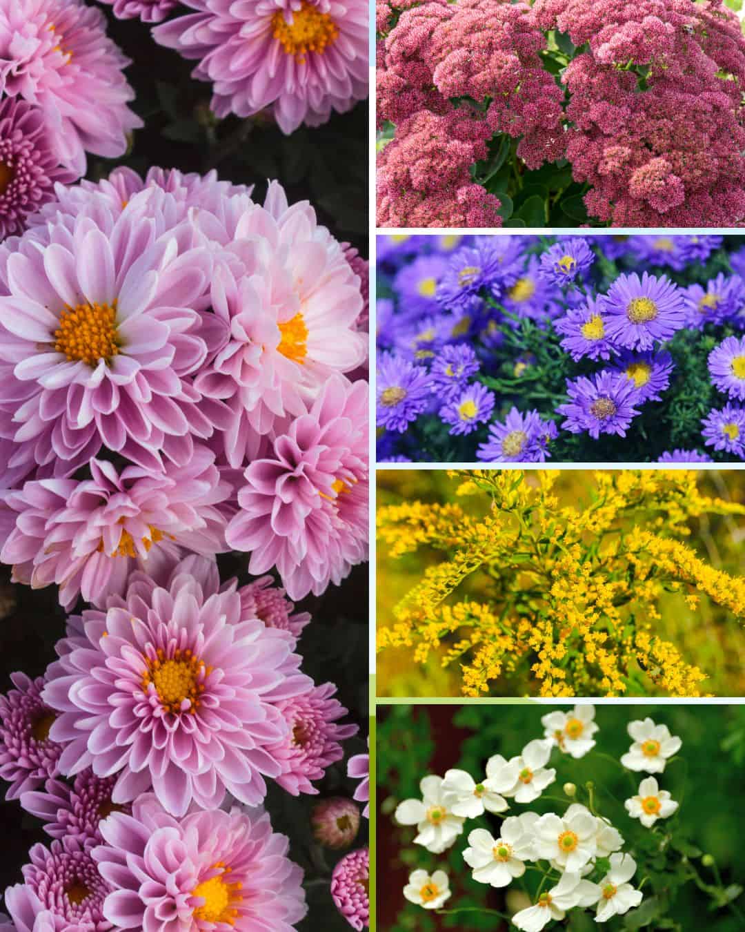 5 Fall Border Plants for Colorful Autumn Gardens