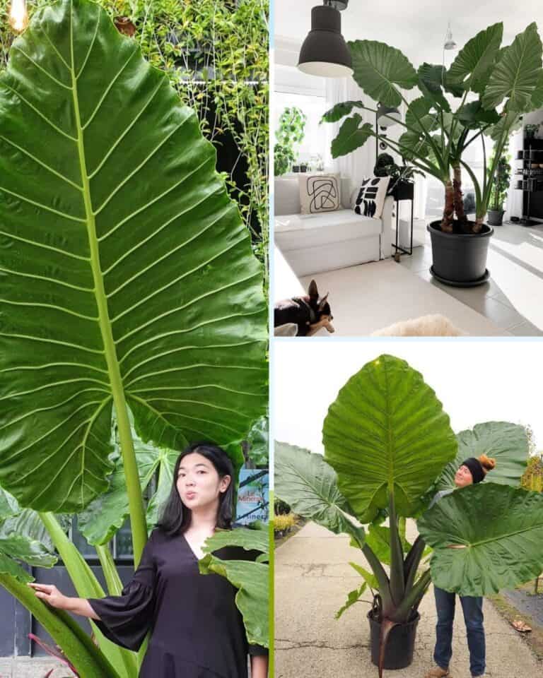 11 Tips for Growing GIANT Leaves on Elephant Ear Plants