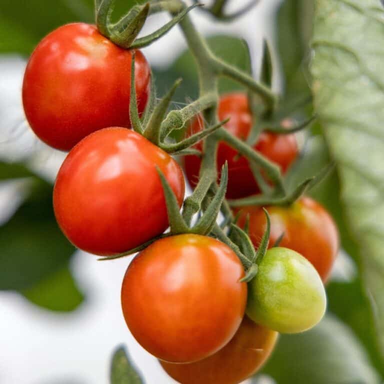 This $3 Tomato Trick Will Save You Hundreds on Your Garden