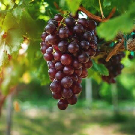 From Seed to Sip: 6 Steps to Grow Grapes in Containers (Anyone Can Do!)