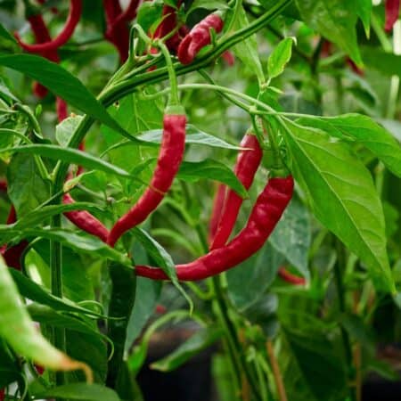 5 Dramatic Benefits of Topping Your Pepper Plants (With Easy Steps!)