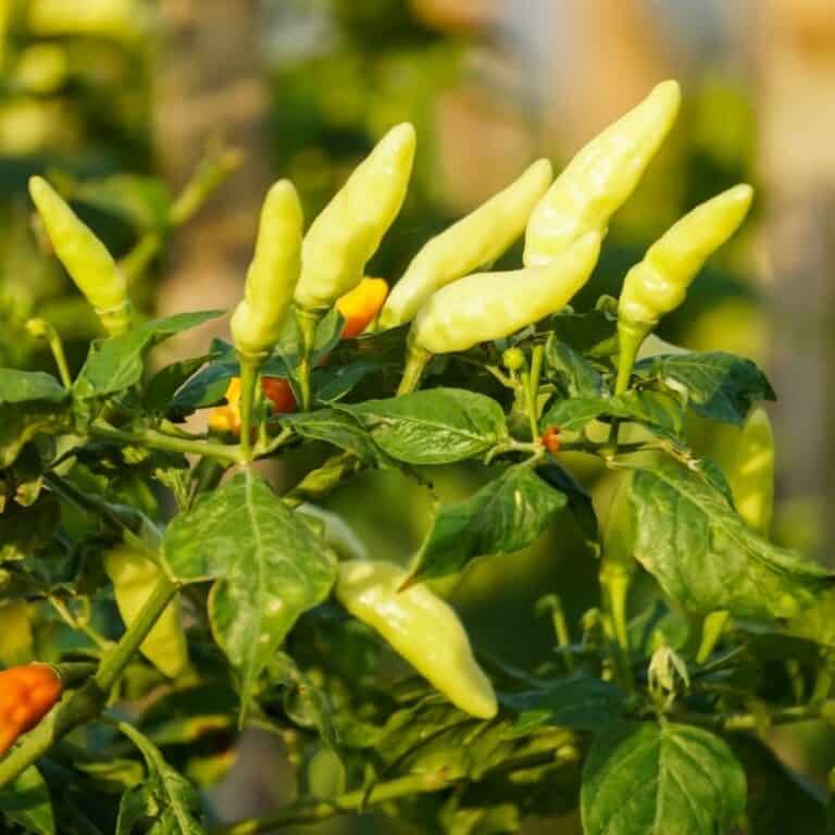 5 Dramatic Benefits of Topping Your Pepper Plants (With Easy Steps!)