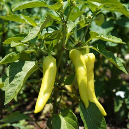 5 Dramatic Benefits of Topping Your Pepper Plants (With Easy Steps!)