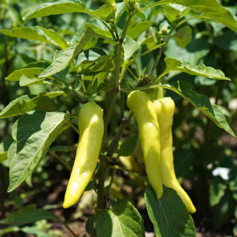 5 Dramatic Benefits of Topping Your Pepper Plants (With Easy Steps!)