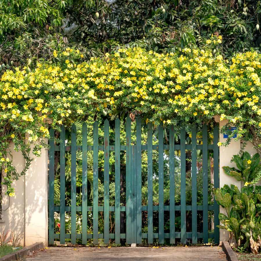 The Secret Fence Hack: How 12 Flowering Vines Create Instant Privacy