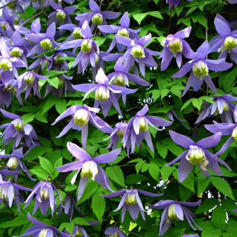 The Secret Fence Hack: How 12 Flowering Vines Create Instant Privacy