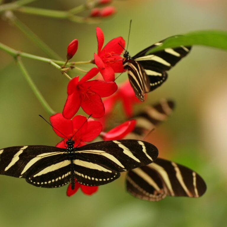 7 DIY Butterfly Magnets For Your Garden: Feed Them & They'll Come