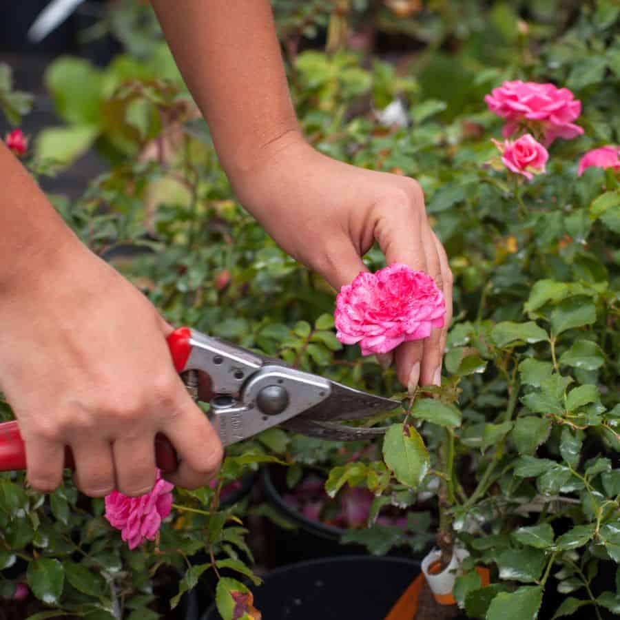 The Shocking Truth: Why Cutting Your Roses Makes Them EXPLODE With Blooms