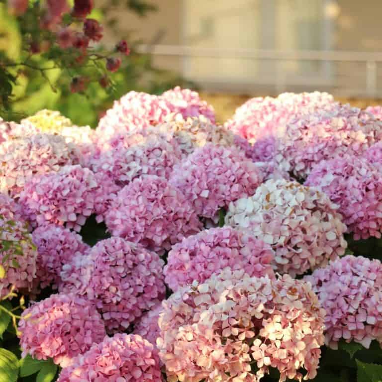 Is Your Hydrangea Suffering? This March Checklist Will Save Your Summer