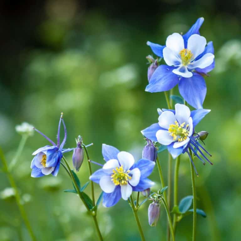 Never Have a Flowerless Garden Again: 11 Non-Stop Bloomers You Need