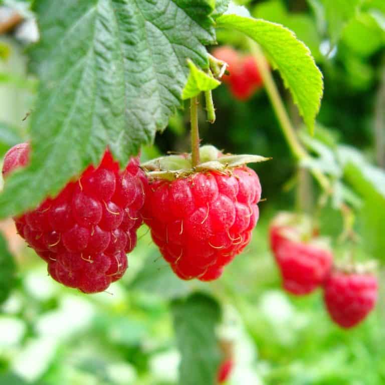 10 Fruits You Didn't Know Were Actually Related To Roses