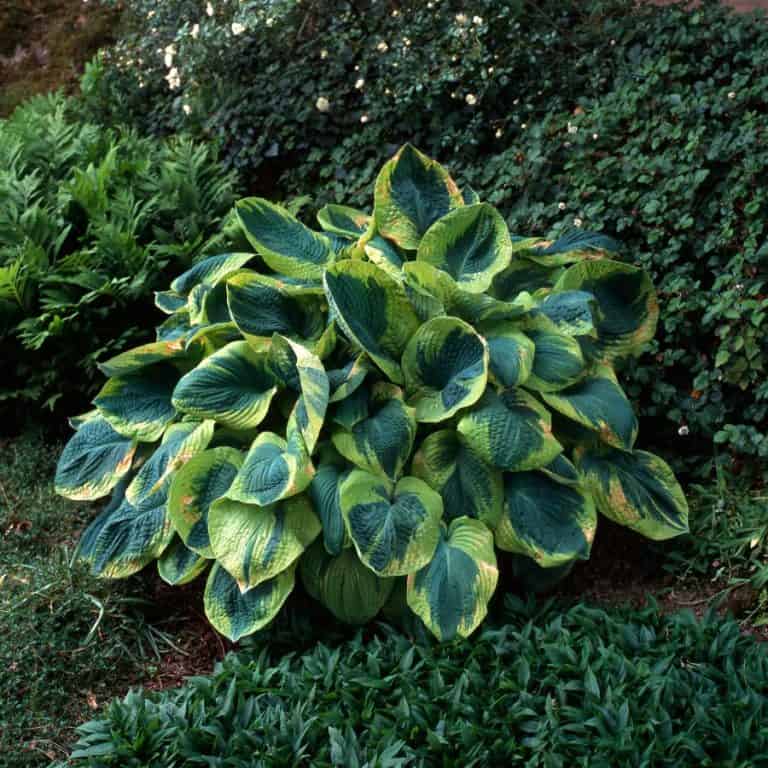 Forget Everything You Know: The REAL Truth About Yellow Hosta Leaves