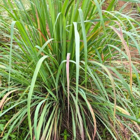 The Miracle Plant That Repels Mosquitoes AND Makes Your Dinner Better