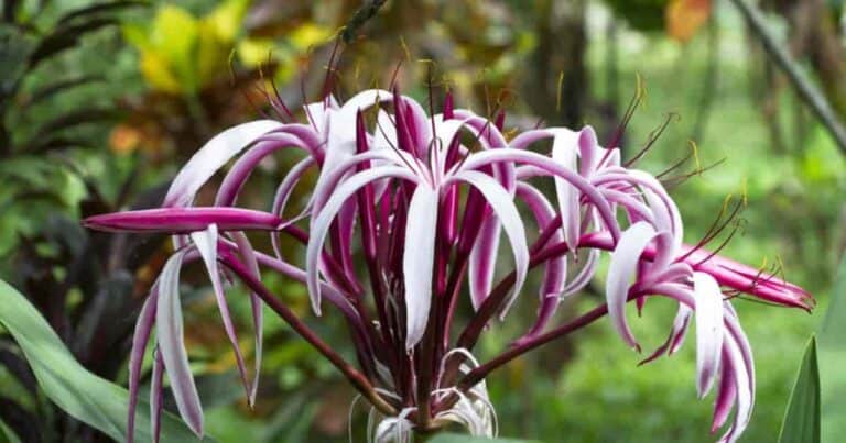 Crinum Lily Care Secrets: Growing Stunning Blooms with Ease