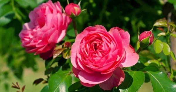 How To Use Epsom Salt For Brighter, More Beautiful Roses