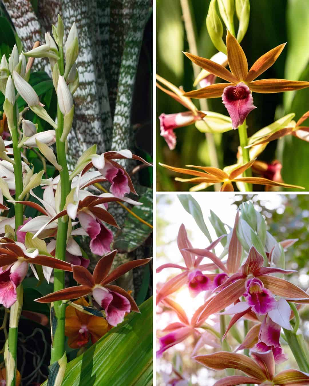 How To Care For Phaius The Nun Orchid