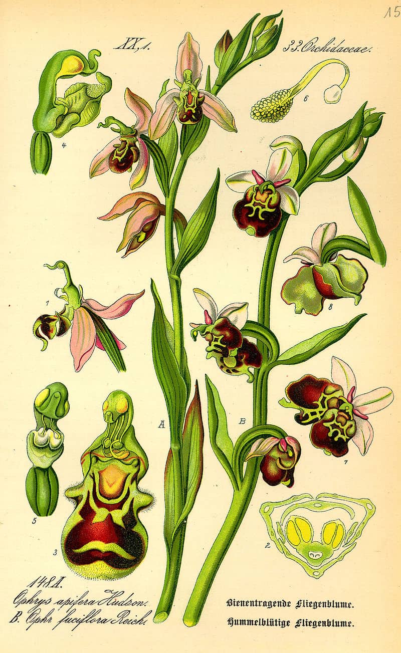 Bee Orchid - Ophyrys Apifera