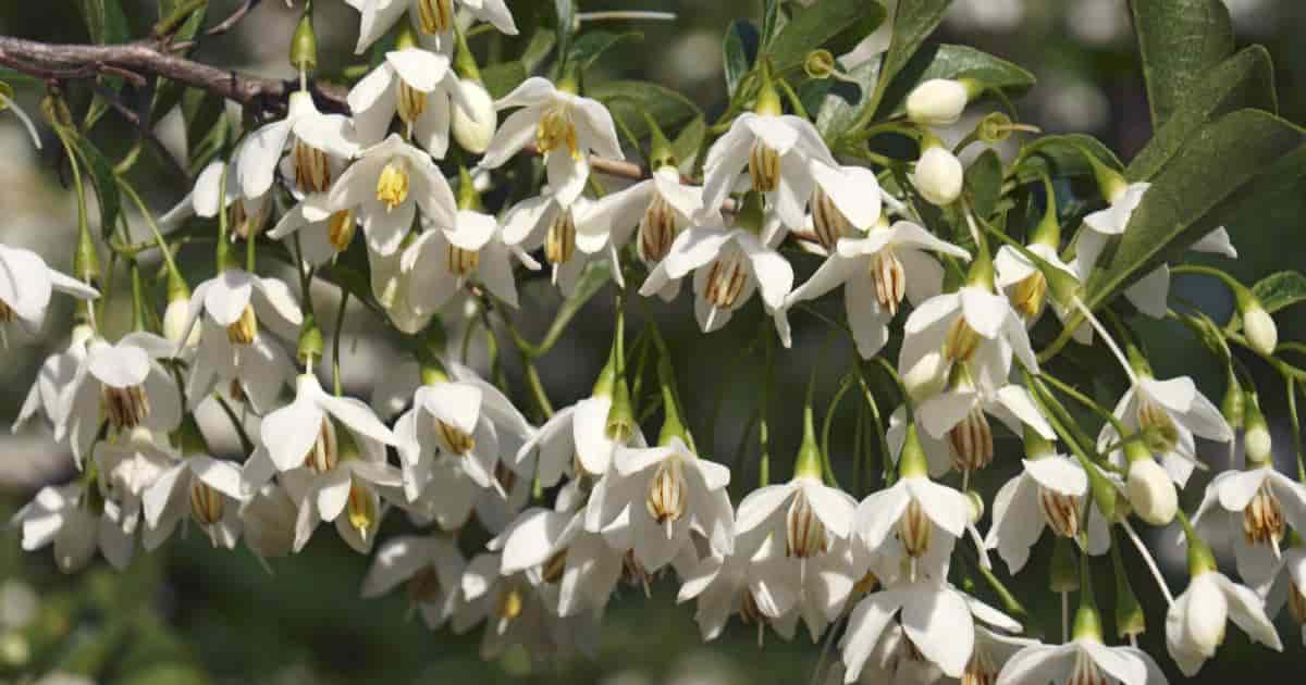 Japanese Snowbell Care: All About Growing Styrax Japonicus