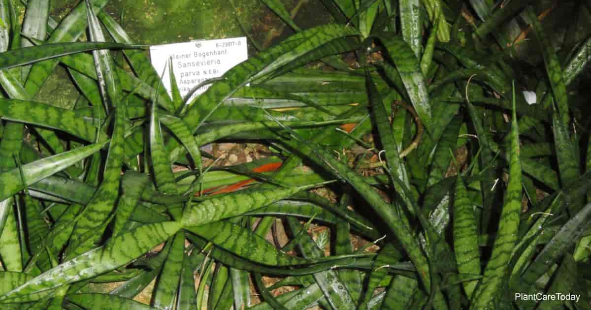 25+ Popular Types of Snake Plants aka Varieties of Sansevieria
