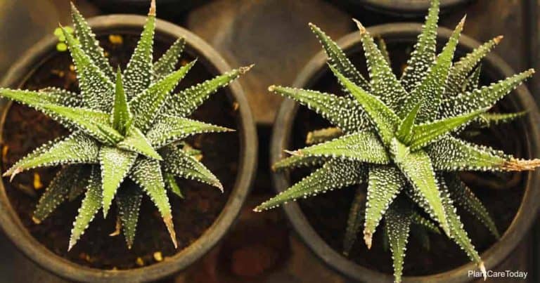 Discover Aloe's Rich Diversity: 18 Types with Photos