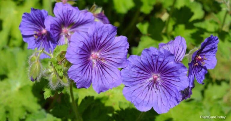 How To Grow And Care For The Hardy Geranium Plants