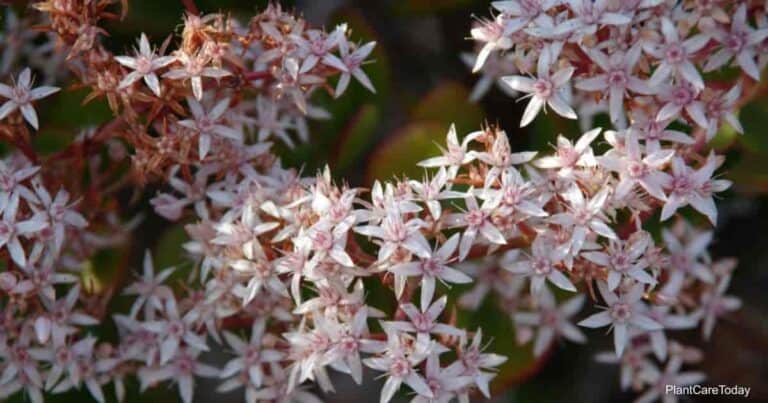 Tips On Flowering Jade Plants
