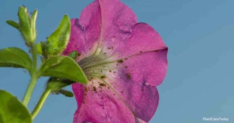 How To Get Rid Of Aphids On Petunias | PlantCareToday