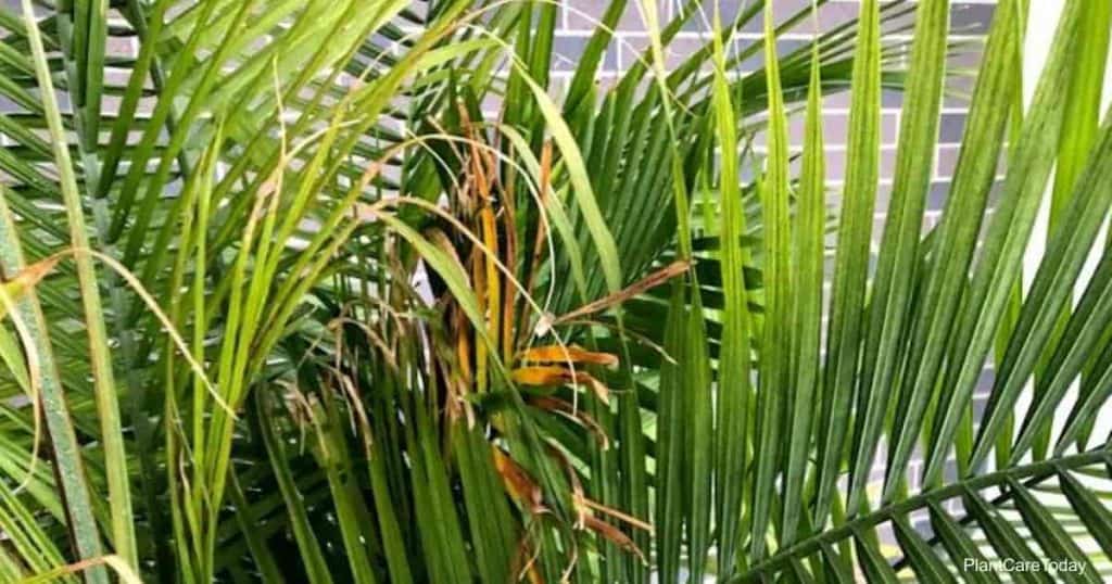 Why Are My Majesty Palm Leaves Turning Brown 