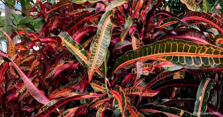 What Are The Common Croton Plant Diseases?