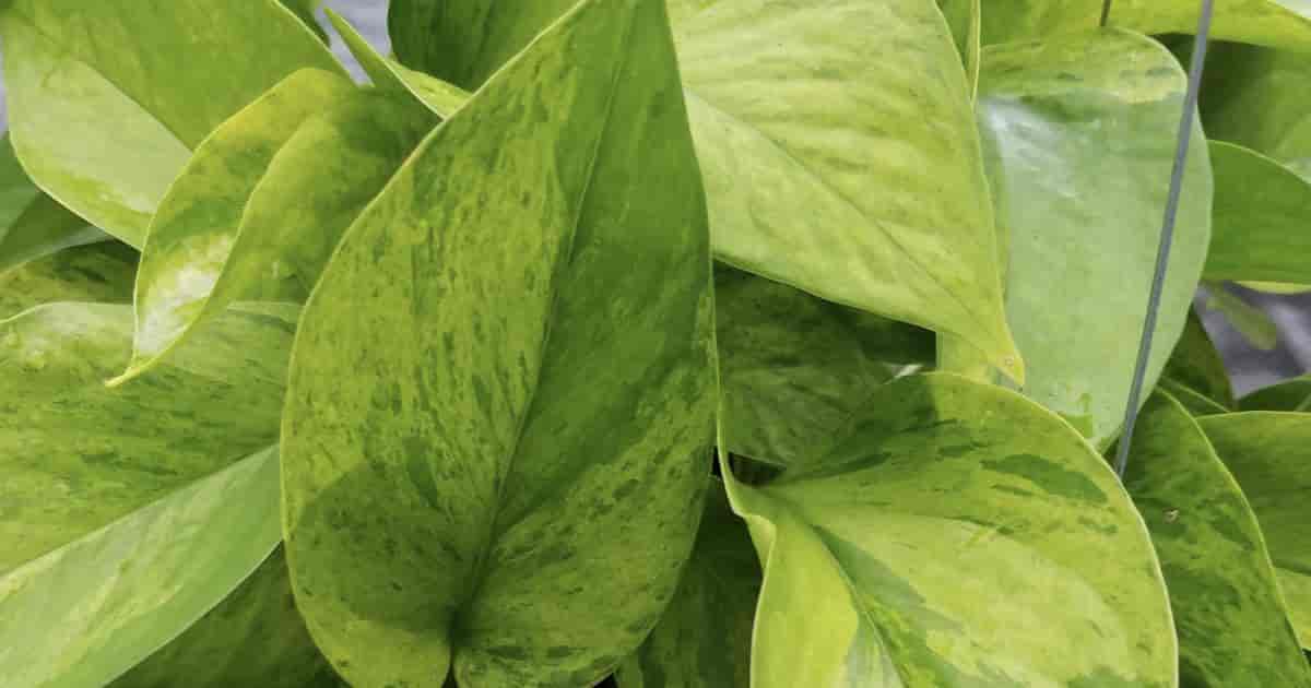 Pothos Varieties: 10 Popular Types of Pothos For Your Home