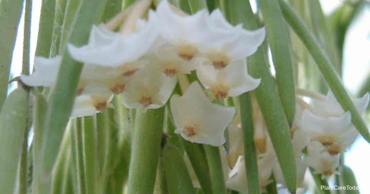 Hoya Linearis Care: Growing The Needle Leaf Wax Vine