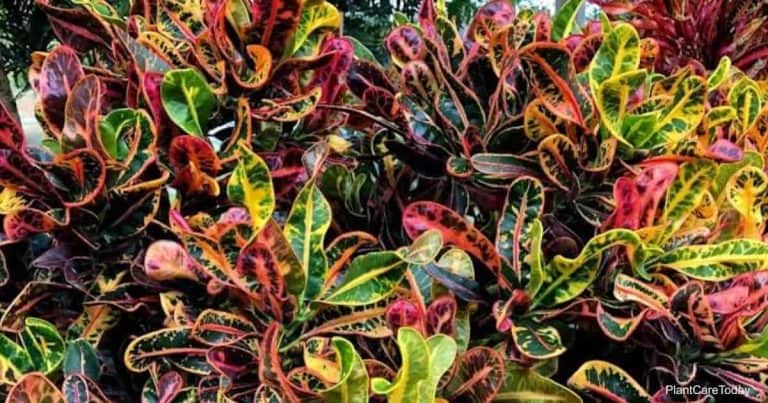 What Are The Common Croton Pests? | PlantCareToday