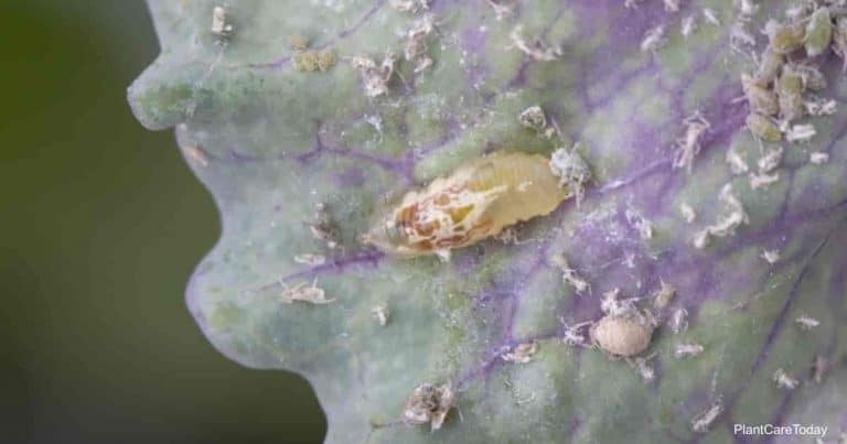 Cabbage Aphid Control: Getting Rid Of Aphids On Cabbage