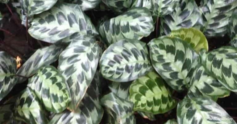 Calathea Plant Care: Learn Tips On Growing Calathea Plants