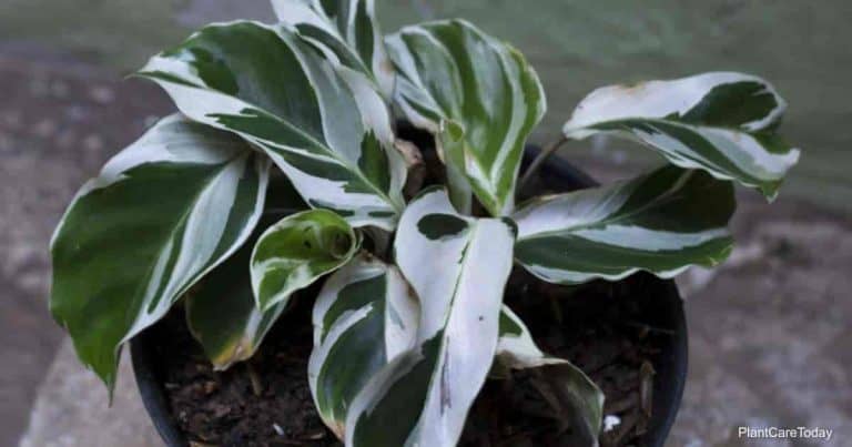 Calathea White Fusion Care - PlantCareToday.com