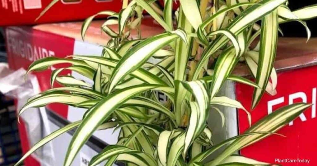 What Are The Benefits Of Spider Plants In The Home 