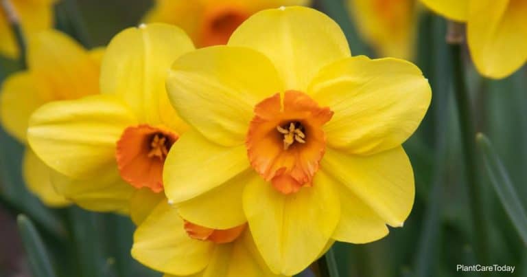 How To Store Daffodil Bulbs: Tips On Storing Daffodil Bulb
