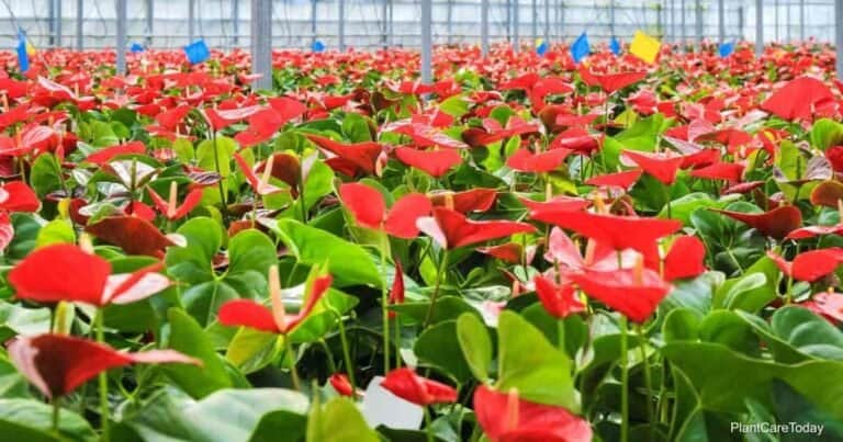 Anthurium Fertilizer: When Or How To Fertilize Anthurium Plants