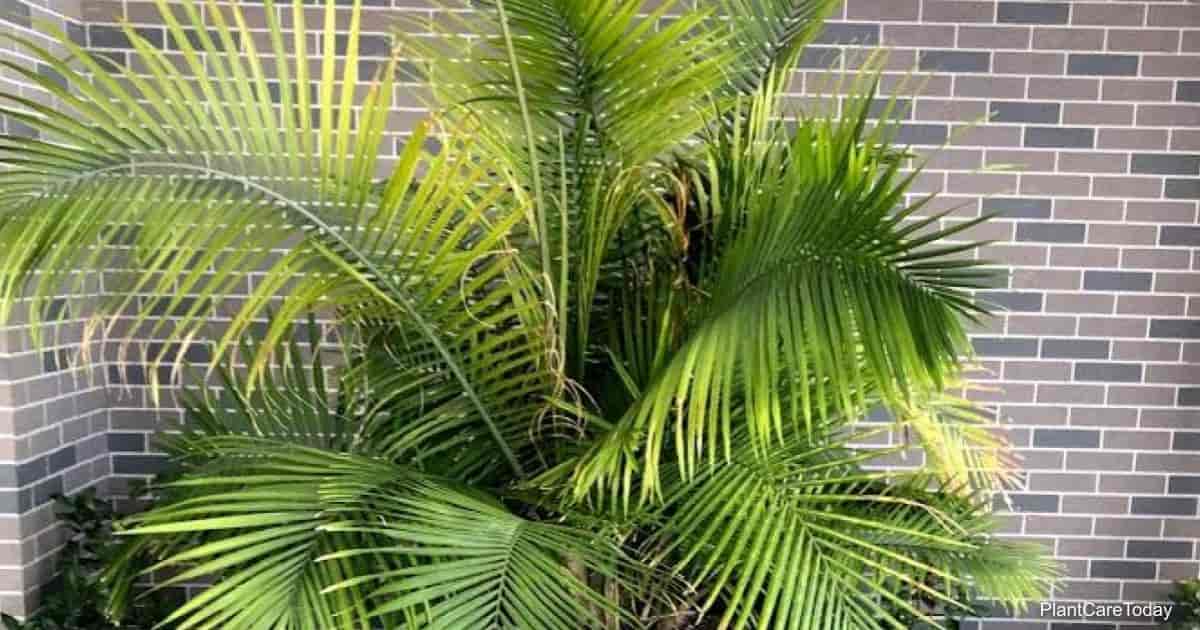 Why Is My Majesty Palm Turning Yellow 