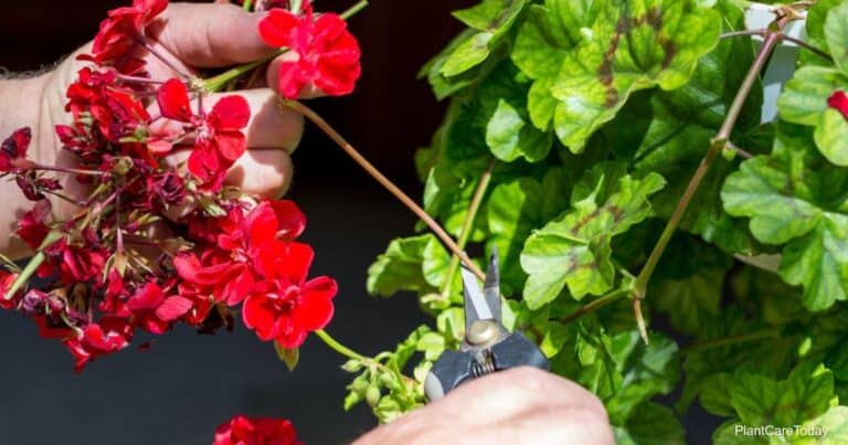 Deadheading Geraniums: How To, When and Why Deadhead Geranium Plants