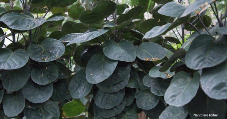 Aralia Fabian: Growing and Care Tips