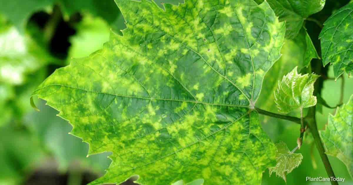 Mosaic Virus What Is It And How Is It Treated 