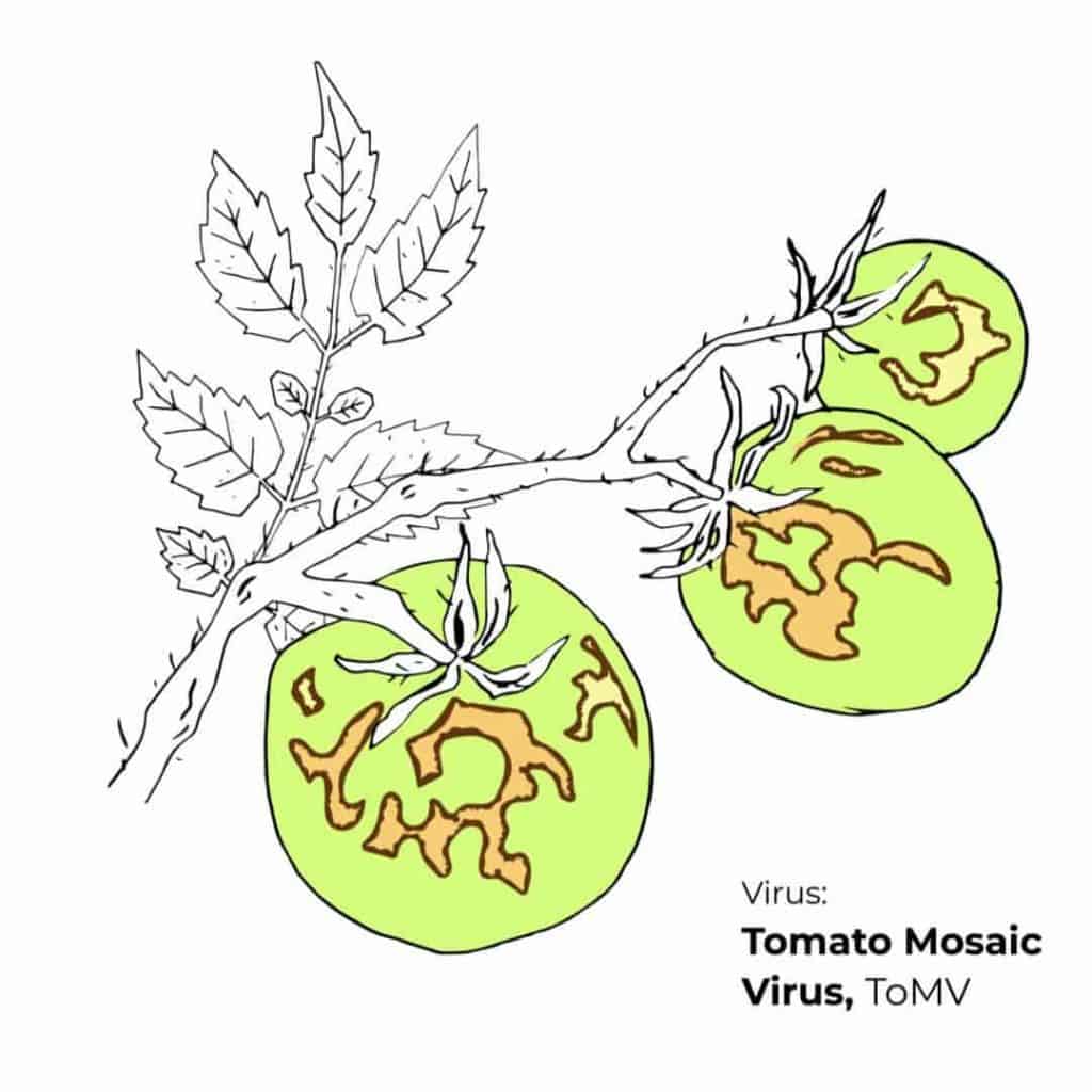 What Are Symptoms of Tomato Mosaic Virus? How To Control ToMV What Are Symptoms of Tomato Mosaic Virus? How To Control ToMV