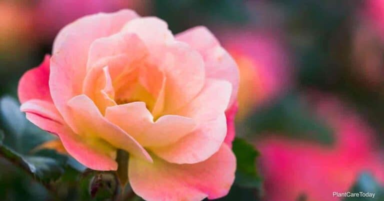 Coral Knock Out Rose Care: Growing Radral Knockout Roses