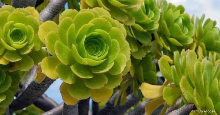 10 Popular Aeonium Varieties and Types To Grow and Collect