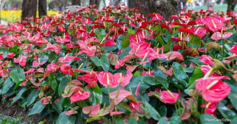 17 Popular Anthurium Varieties: How Many Types Are There?